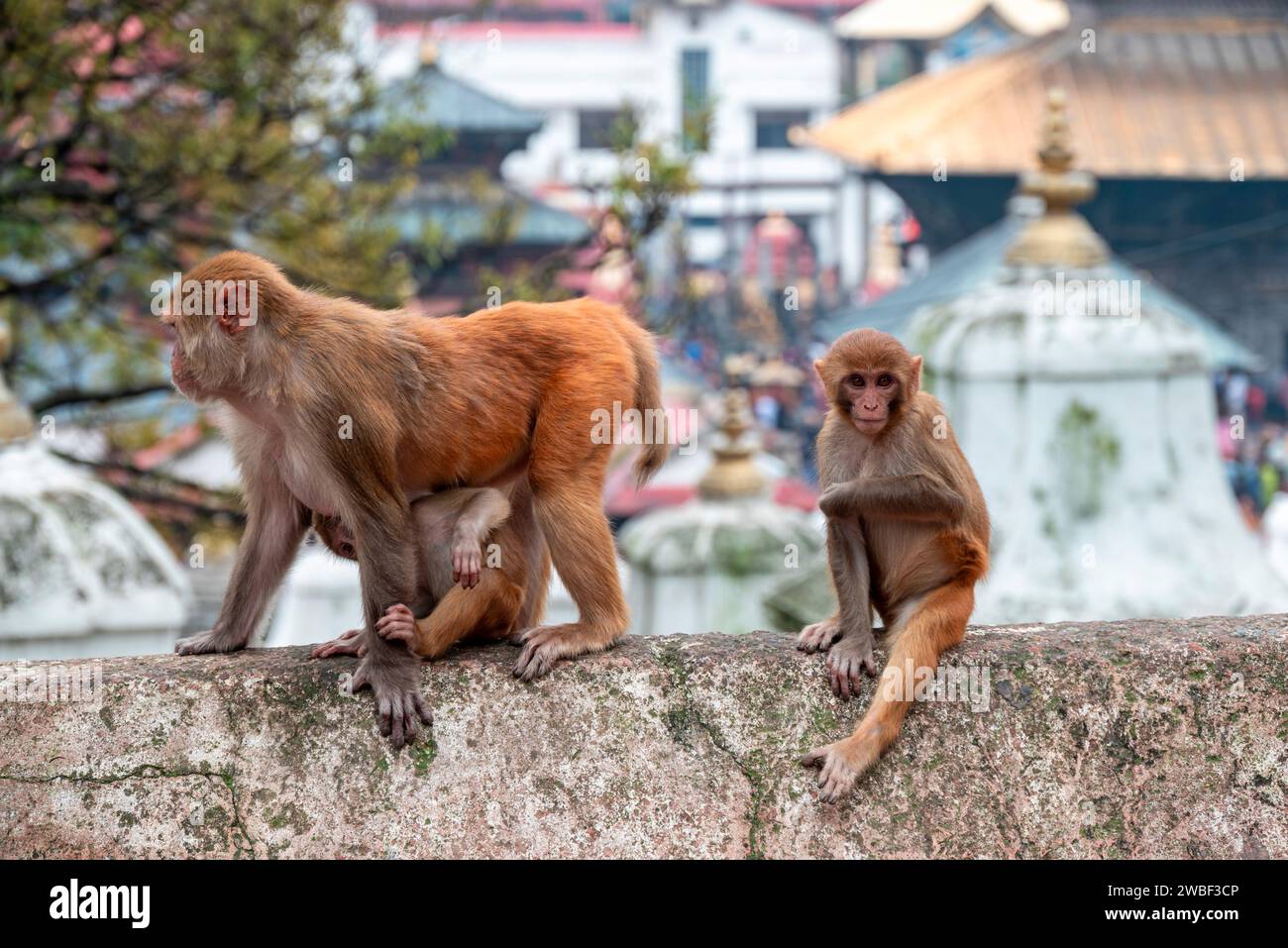 Monkeys close Pashupatinath Temple near Bagmati River that flows through the Kathmandu valley of ...