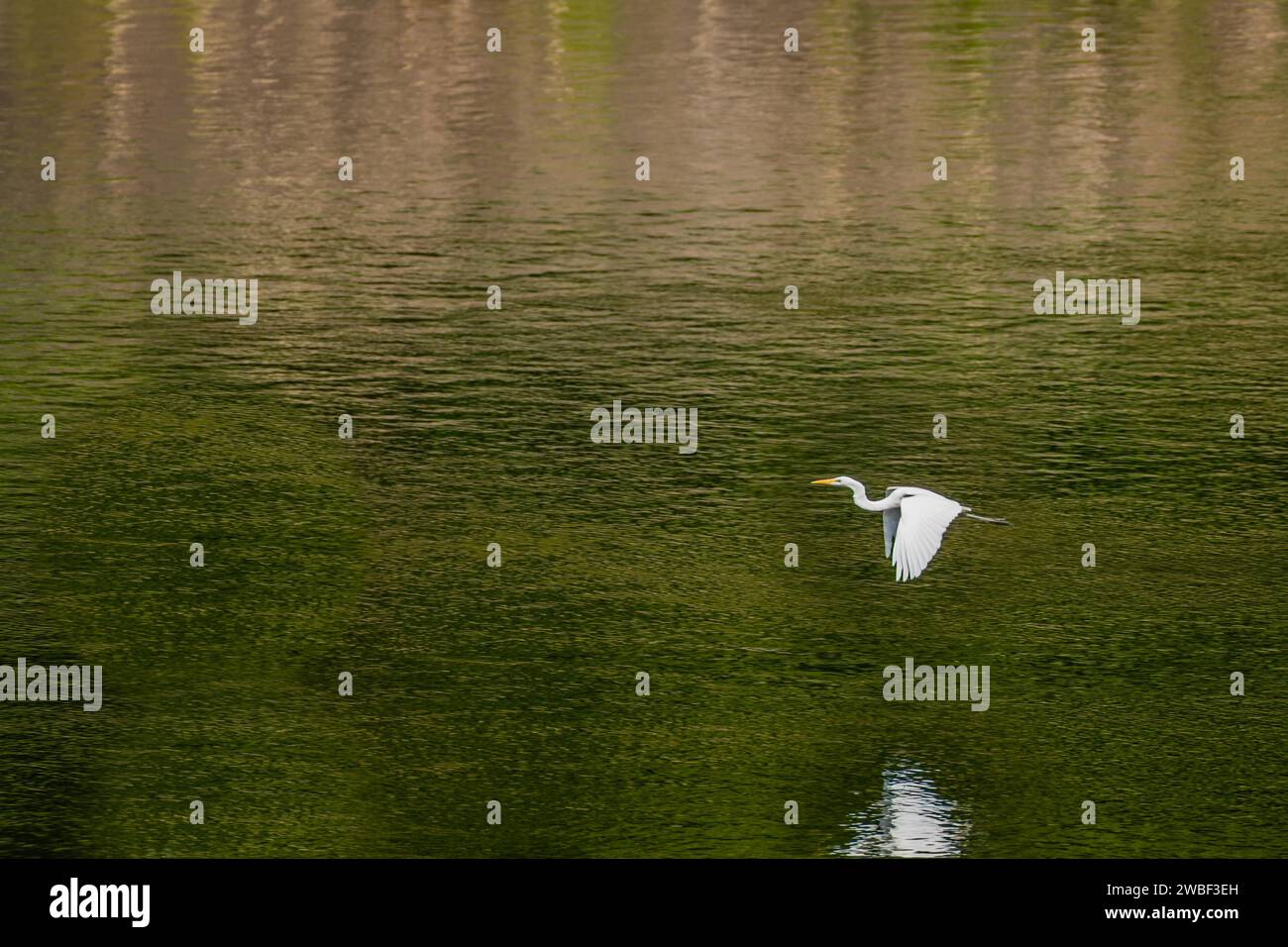 White egret flying over river with green color cast caused by trees on ...