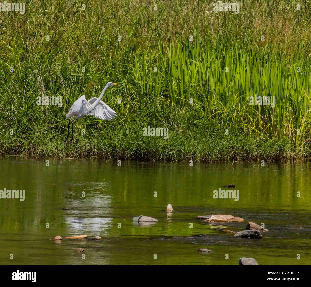 Low flying common white egret with outstretched wings near reed covered ...
