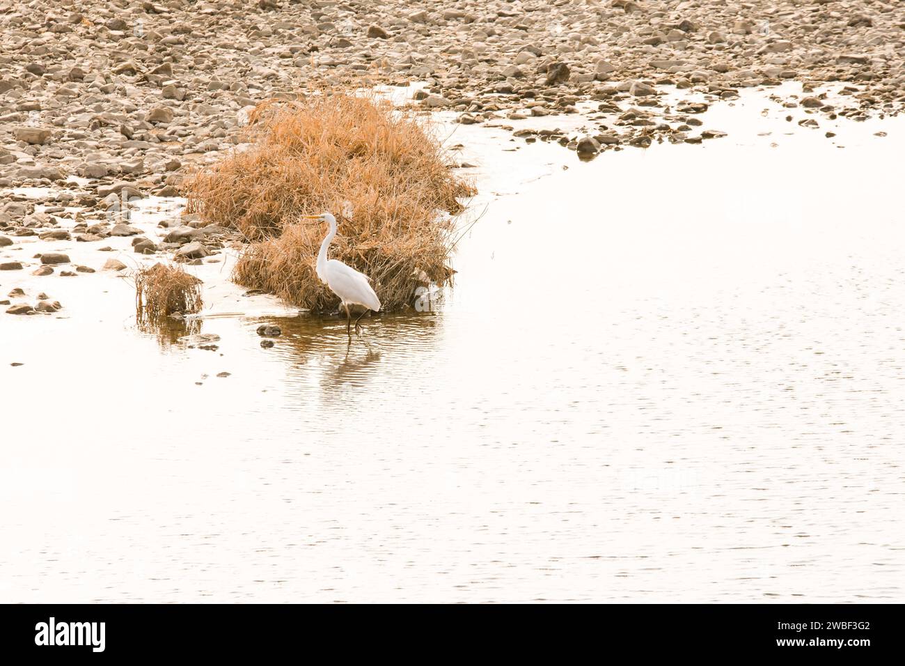 Great egret with yellow beak standing in shallow water of river with ...