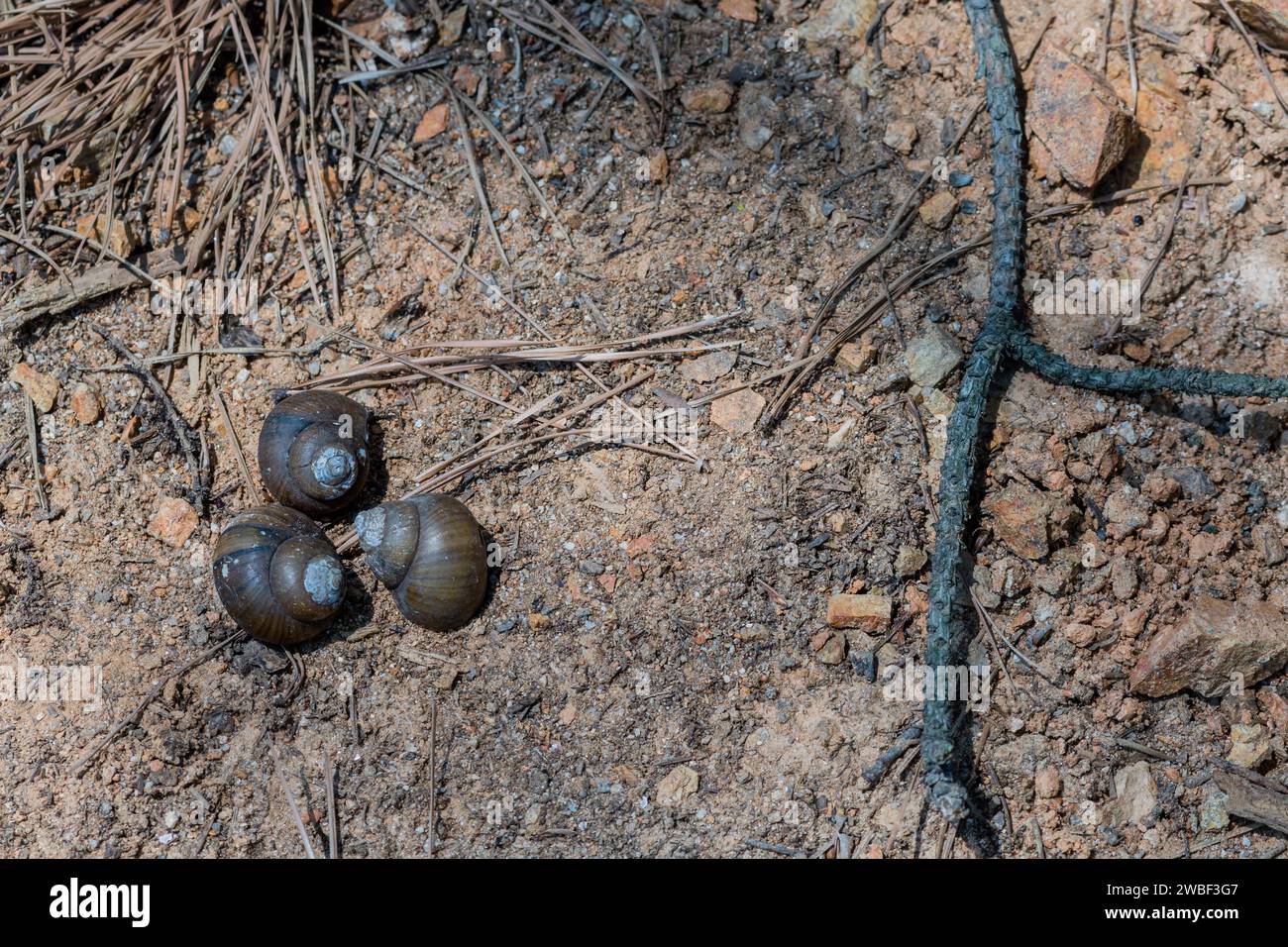 Three brown snail shells laying together on ground Stock Photo - Alamy