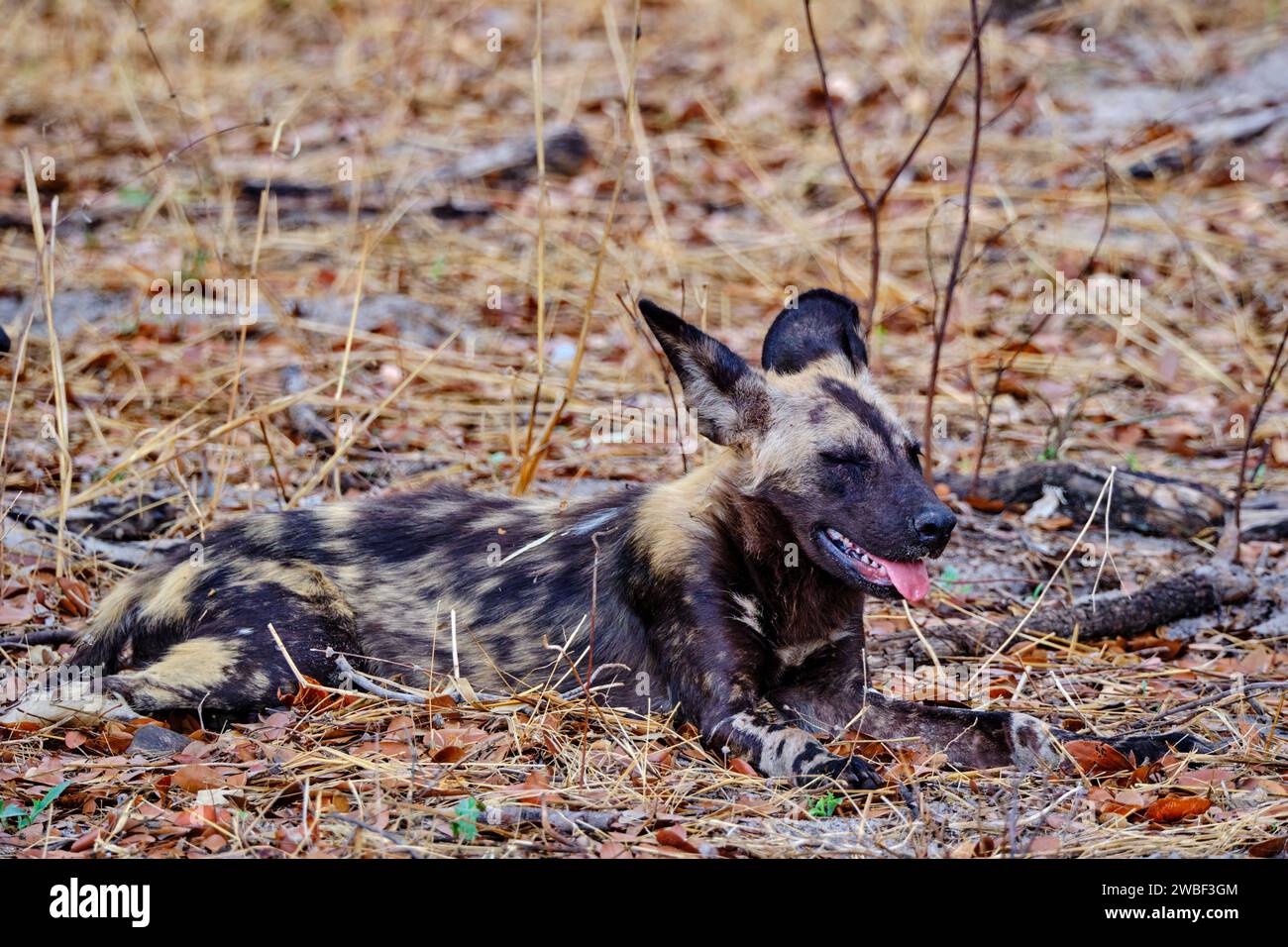 Zimbabwe, Matabeleland North, province, Hwange national park, painted ...