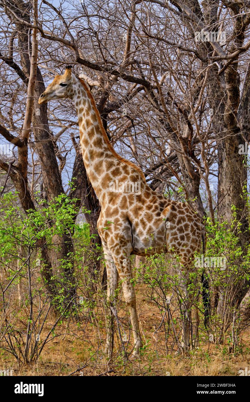 Zimbabwe, Matabeleland North, province, Hwange national park, Giraffe ...