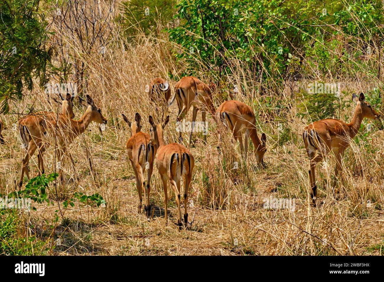 Zimbabwe, Matabeleland North, province, Hwange national park, impala ...