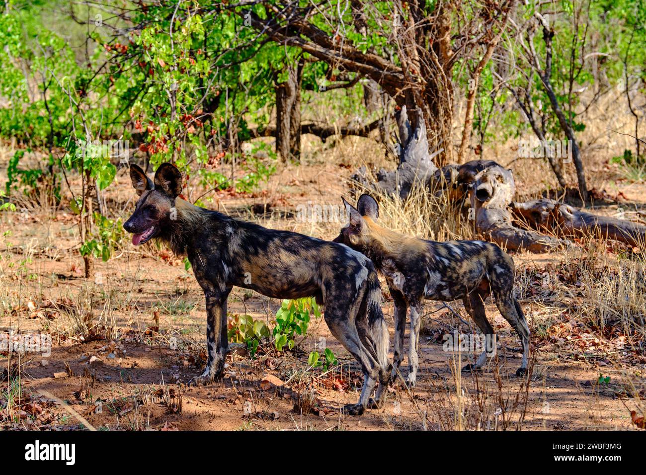 Zimbabwe, Matabeleland North, province, Hwange national park, painted ...
