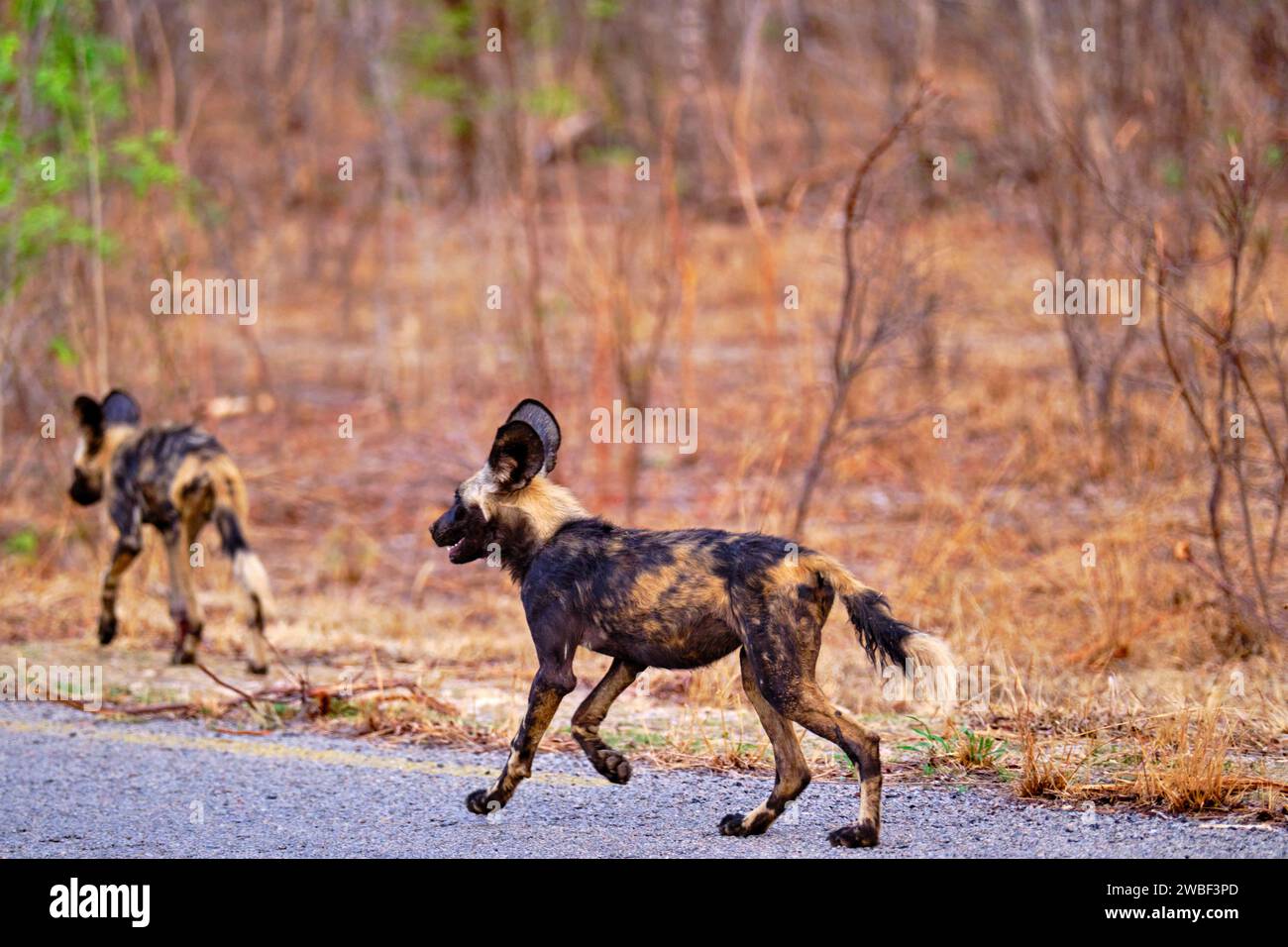 Zimbabwe, Matabeleland North, province, Hwange national park, painted ...