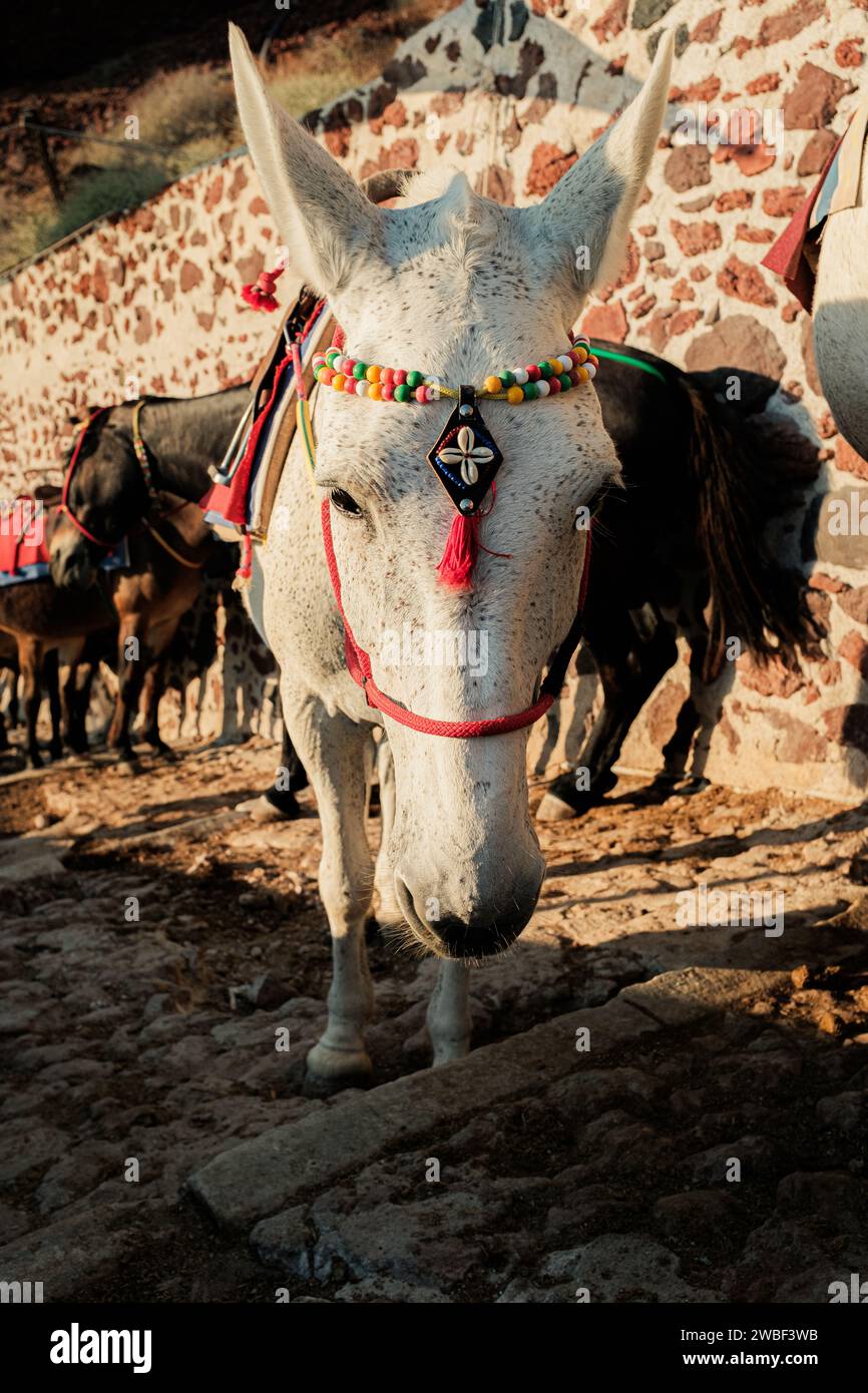 Donkey steps greek islands hi-res stock photography and images - Alamy
