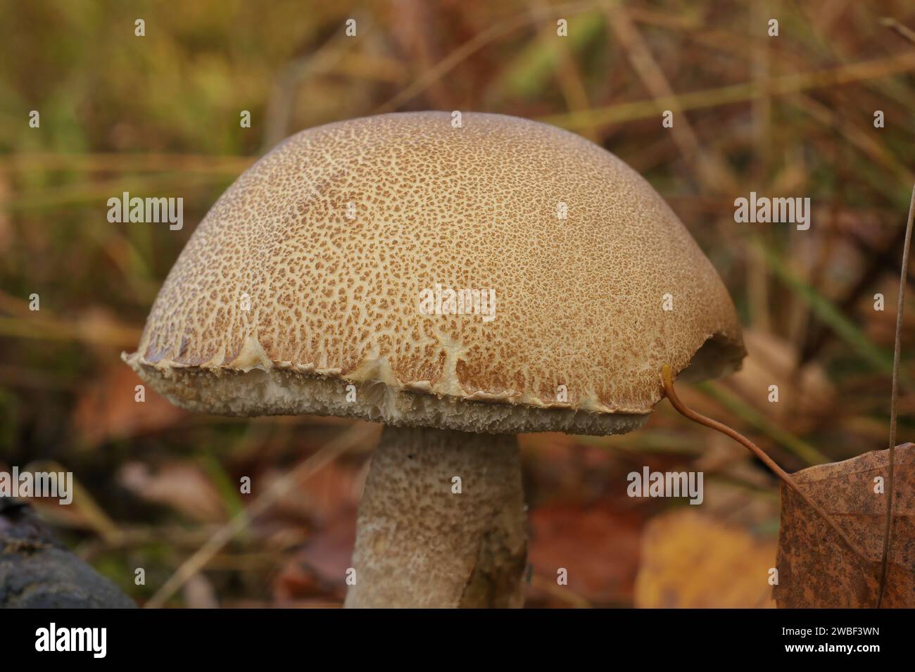 Natural closeup on a Leccinum variicolor boletus mushroom Stock Photo ...
