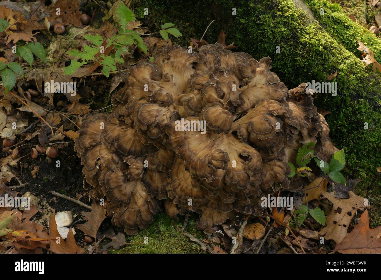 Natural closeup on a the brown colored edible hen-of-the-woods or ...