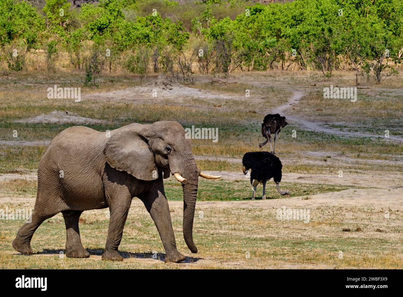 Zimbabwe, Matabeleland North, province, Hwange national park, wild ...