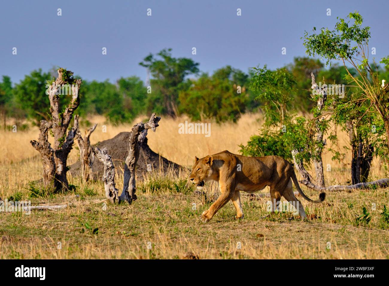 Zimbabwe, Matabeleland North, province, Hwange national park, lion ...