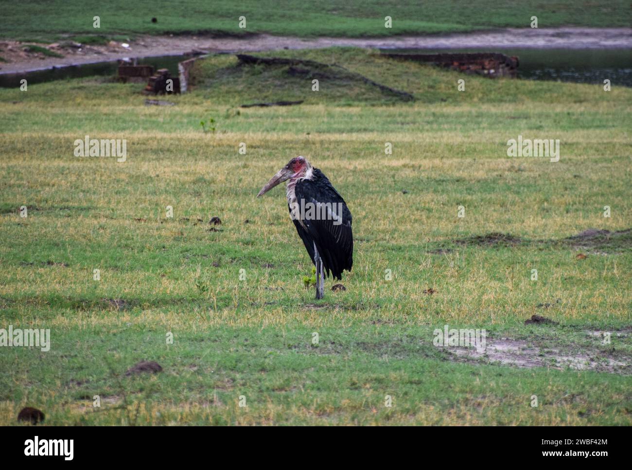 Biodiversity mana hi-res stock photography and images - Alamy