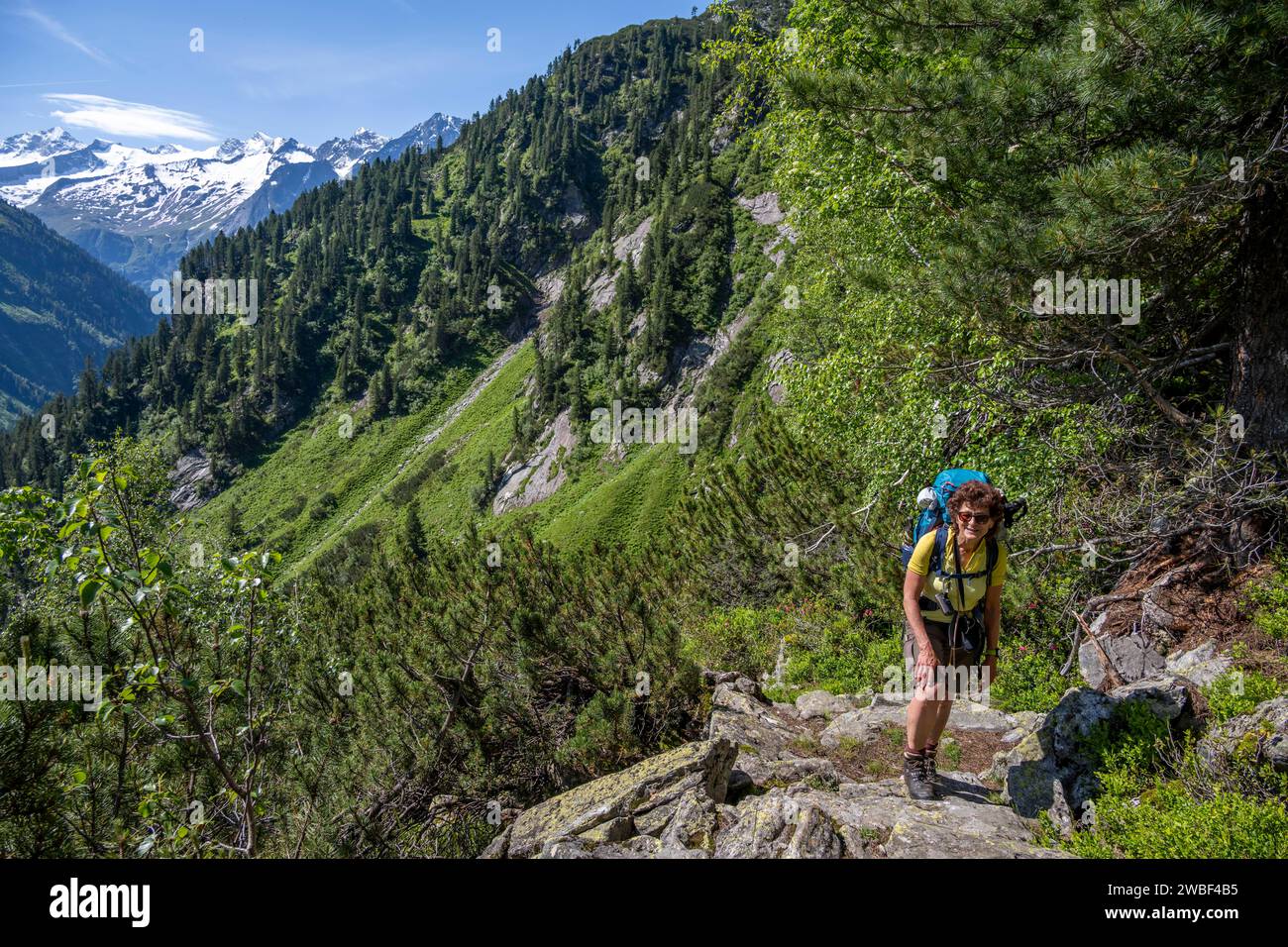 Mountaineer on hiking trail through mountain pines, Berliner Hoehenweg, behind summit Grosser ...