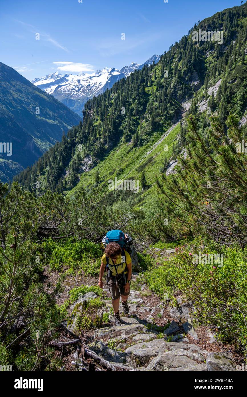 Mountaineer on hiking trail through mountain pines, Berliner Hoehenweg, behind summit Grosser ...
