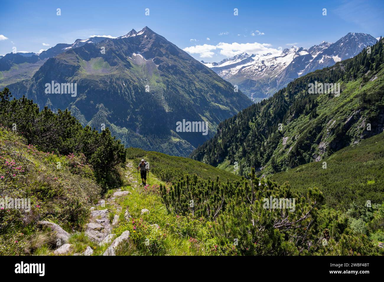 Mountaineer on hiking trail, Berliner Hoehenweg, summit Grosser Ingent and Grosser Greiner ...