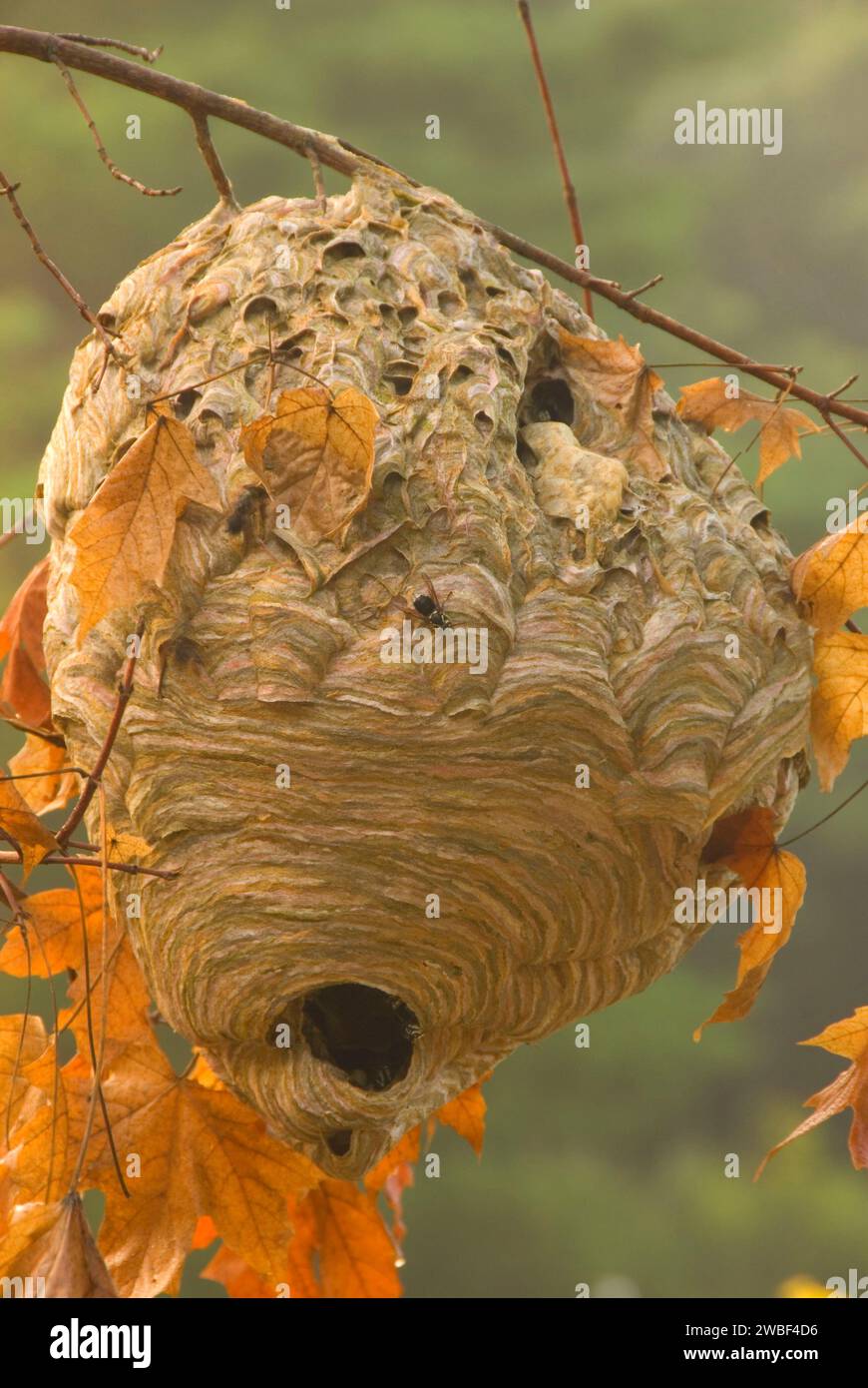 Yellow jacket nest, Great Brook Farm State Park, Massachusetts Stock ...
