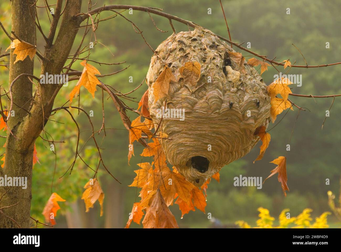 Yellow jacket nest, Great Brook Farm State Park, Massachusetts Stock ...
