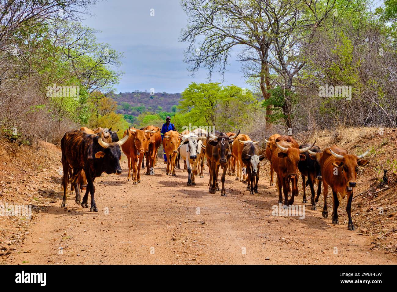 Zimbabwe village hi-res stock photography and images - Alamy