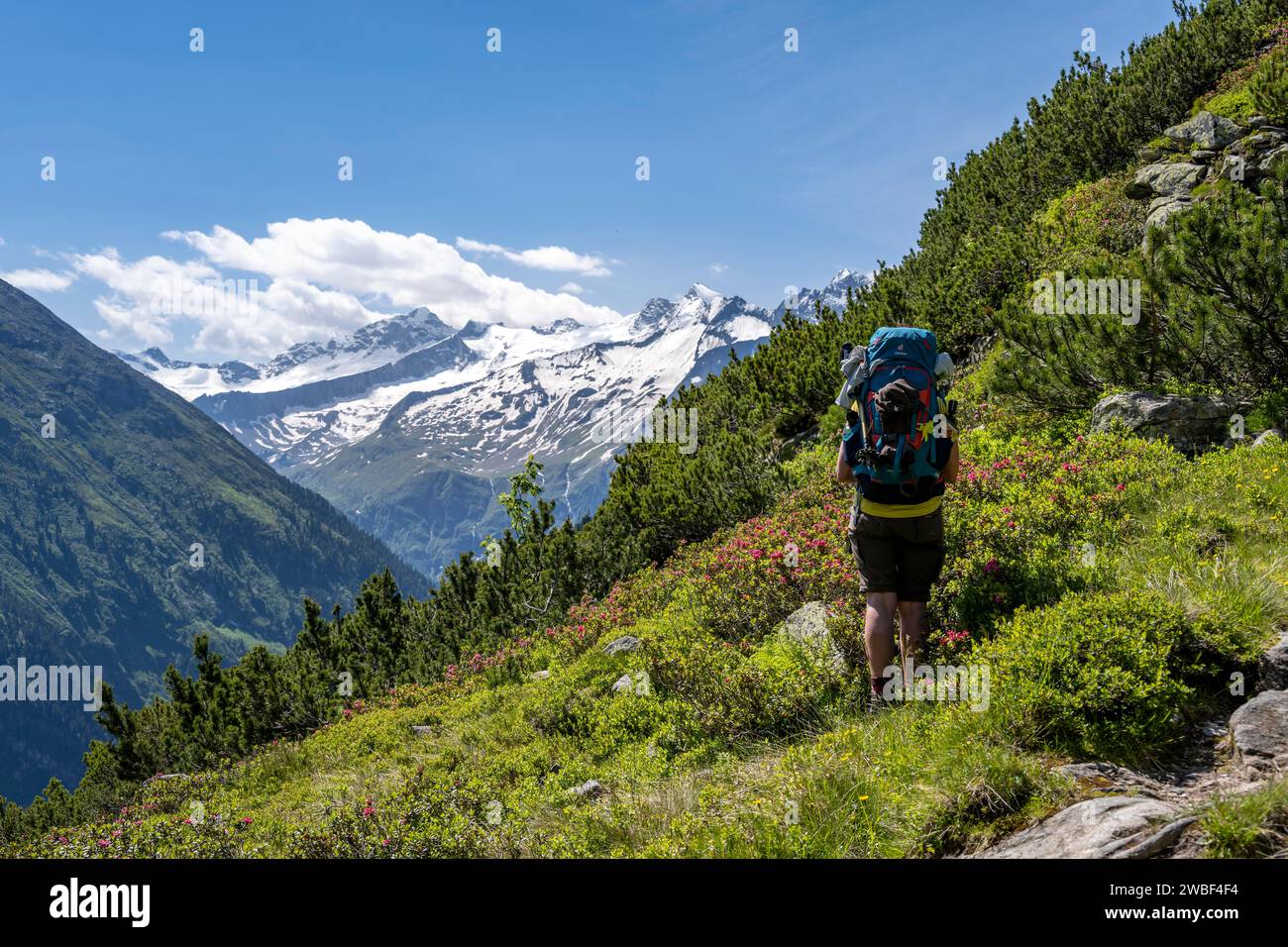 Mountaineer on hiking trail with alpine roses, Berliner Hoehenweg, summit Grosser Moeseler and ...