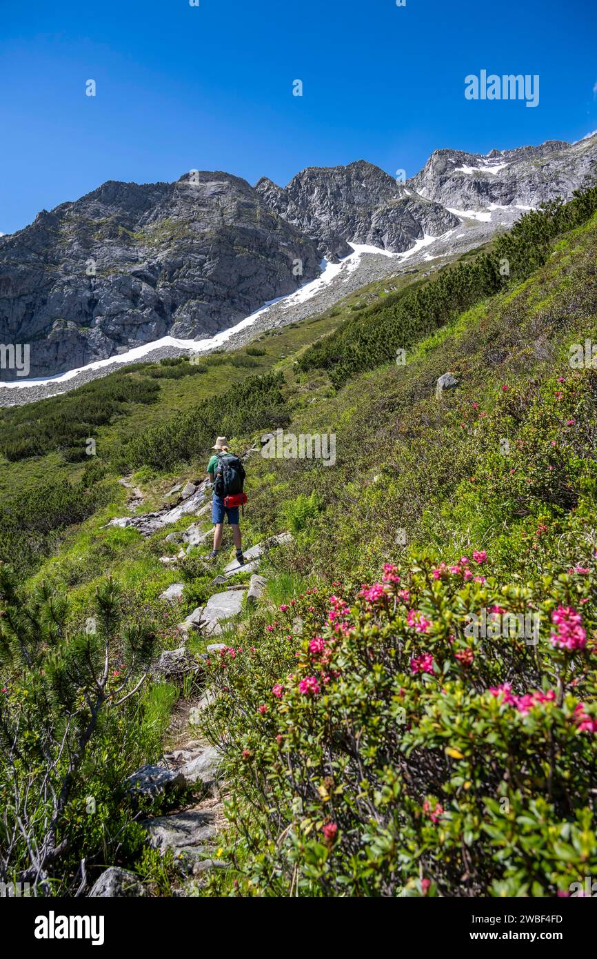 Mountaineer on hiking trail with alpine roses, Berliner Hoehenweg ...