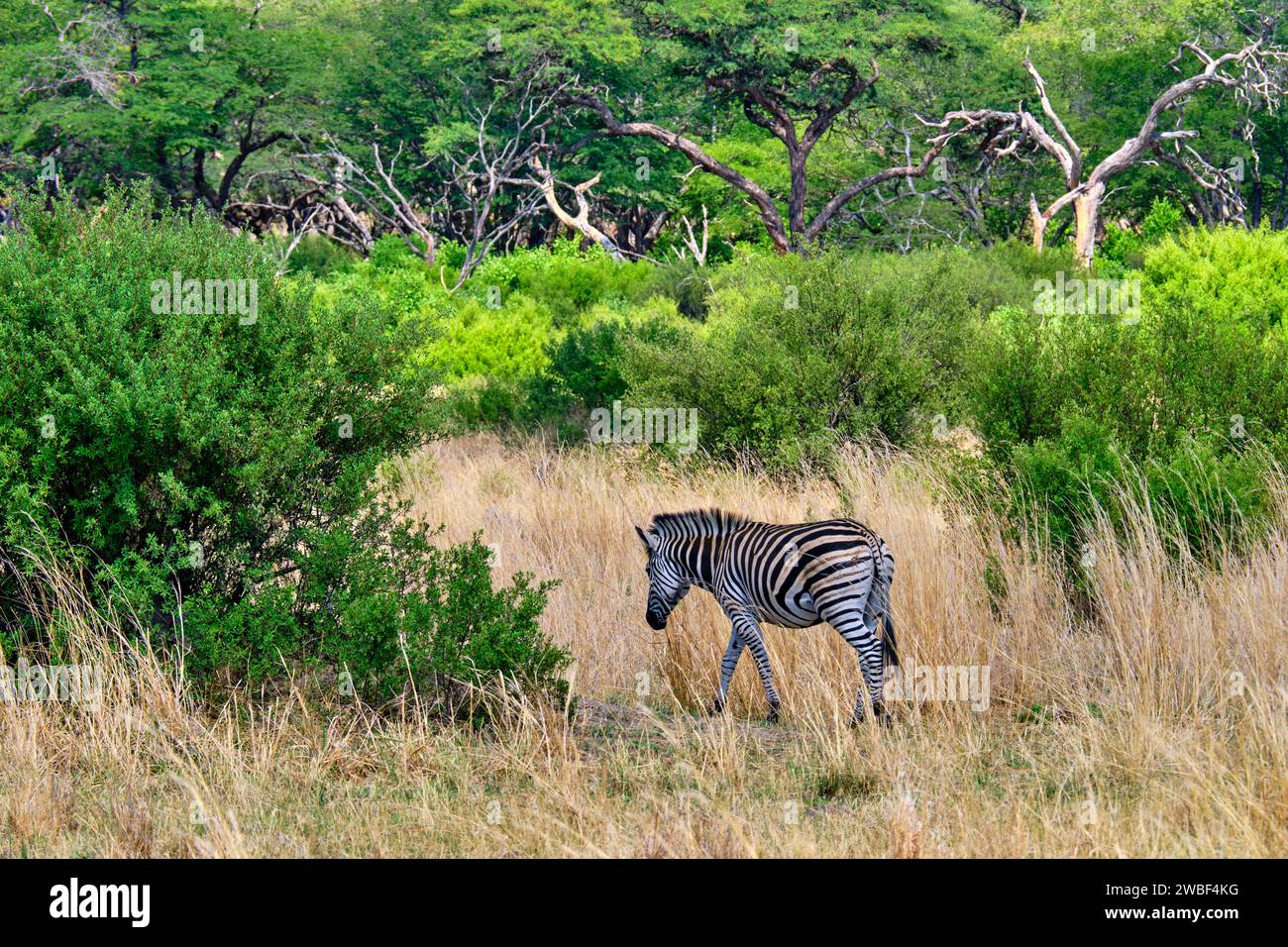 Zimbabwe, Matabeleland North, province, Hwange national park, Zebras ...