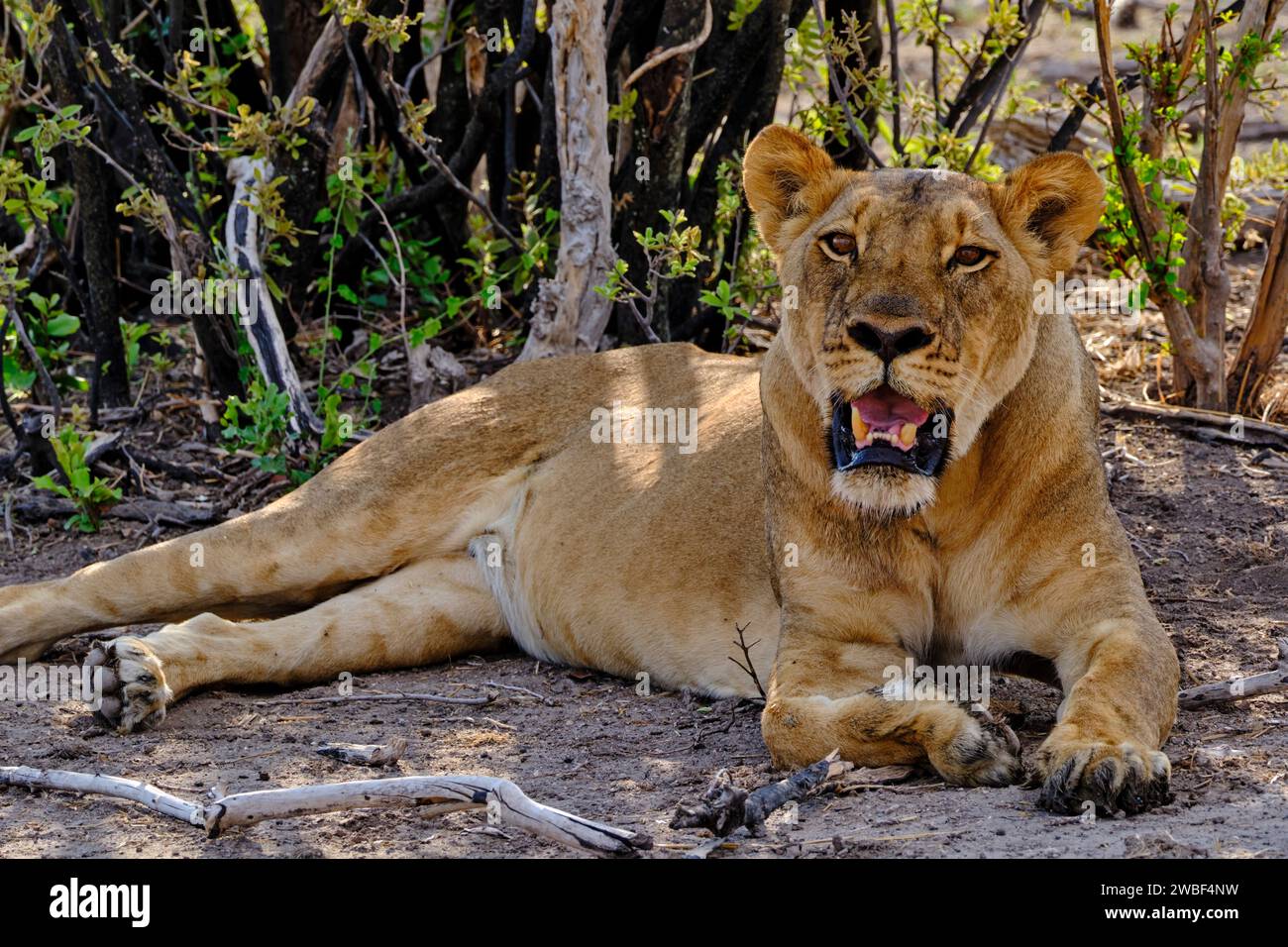 Zimbabwe, Matabeleland North, province, Hwange national park, lion ...