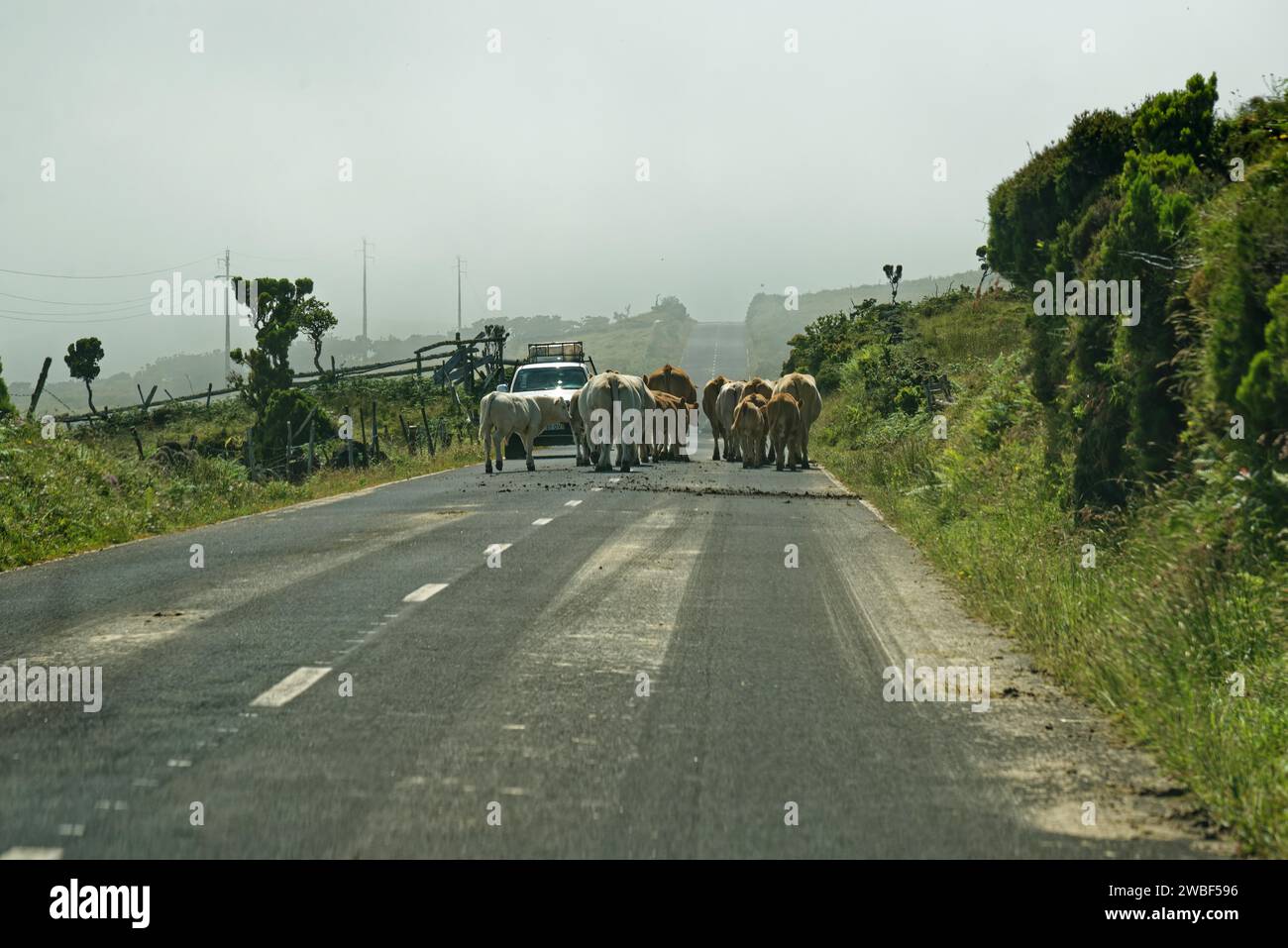 Cows blocking a rural road while cars wait, Highlands, Pico Island ...