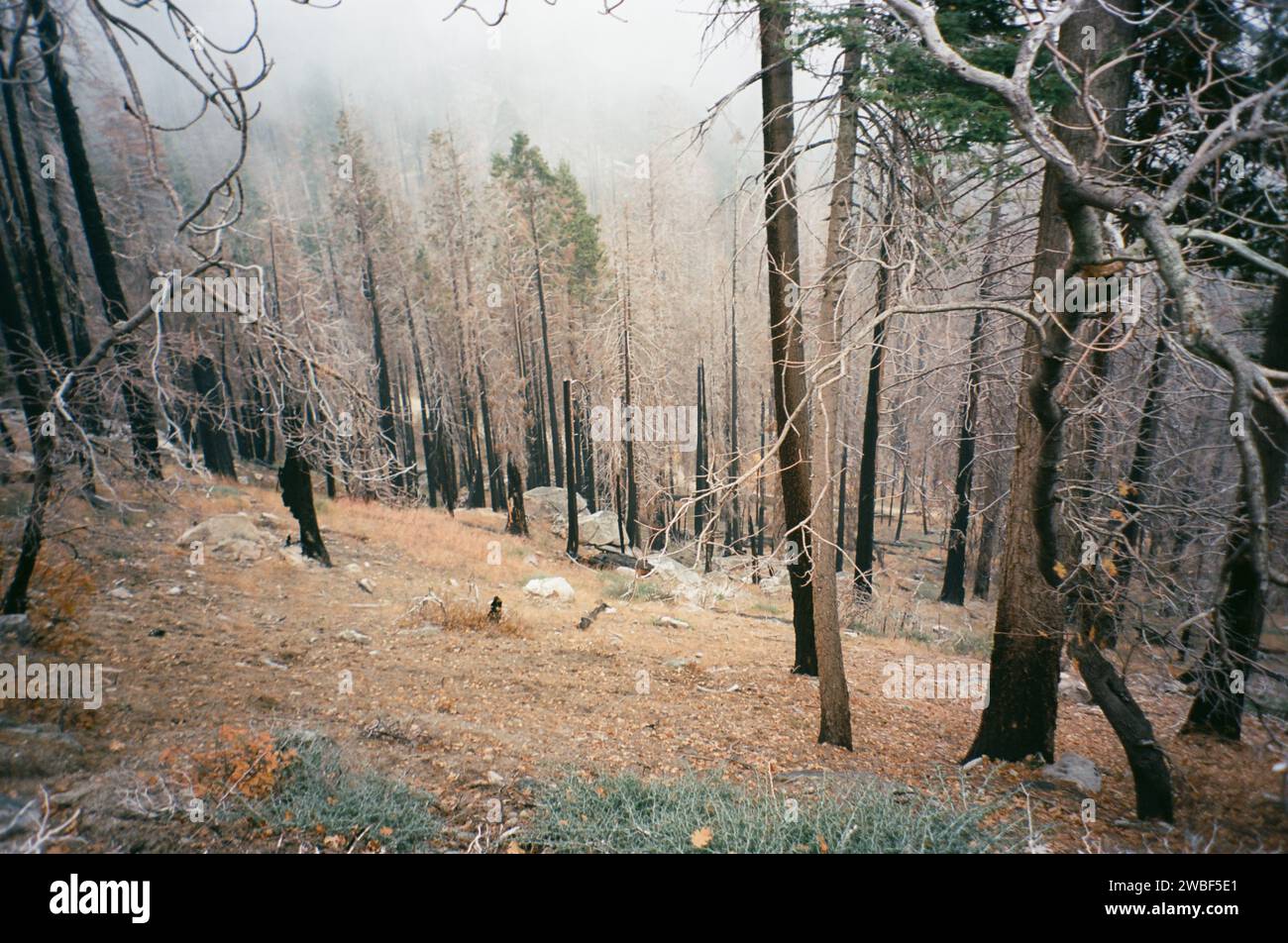 A brown bear is foraging for food in a forest trail surrounded by trees ...