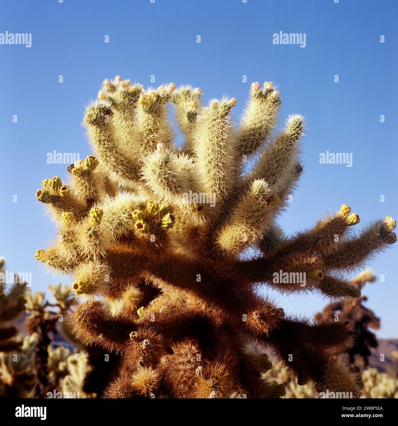 A composition of multiple cacti with spiky green foliage positioned in ...