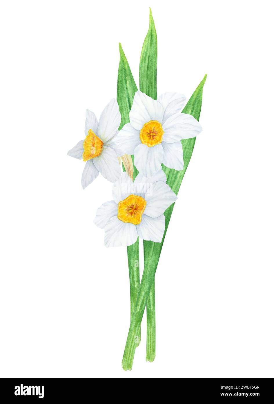 Narcissus, watercolor illustration of daffodils. Hand drawn watercolor ...