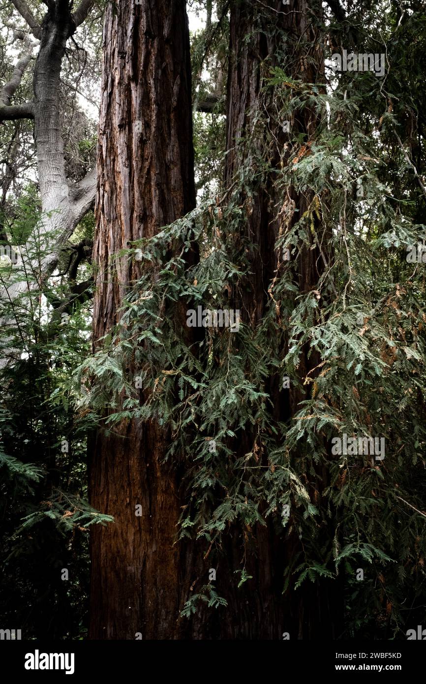 Two trees in a lush green forest, surrounded by a canopy of vibrant ...