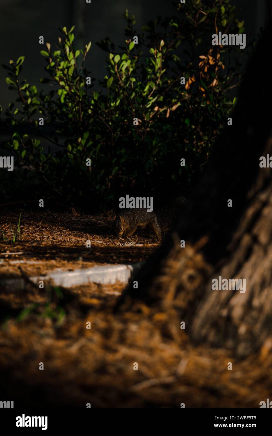 Two adorable small brown squirrels perched in the shade of lush trees ...