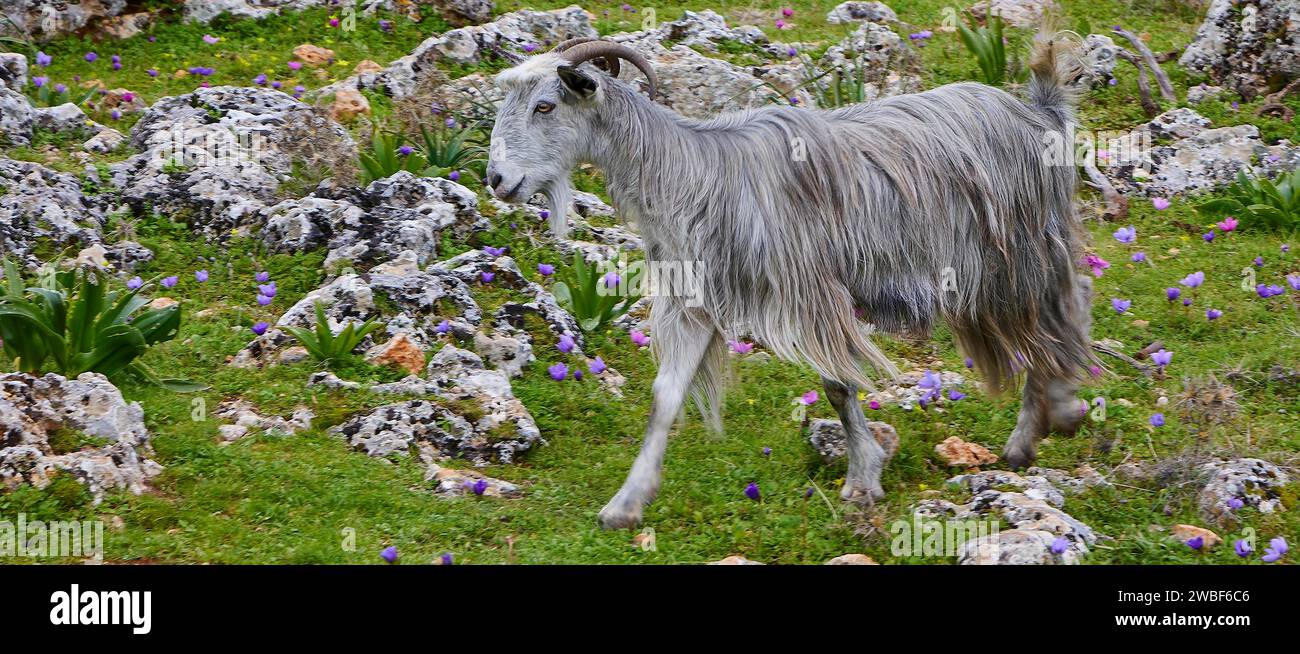 Long-haired grey goat (caprae) standing between stones and greenery ...