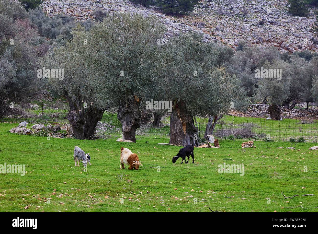 Grazing goats (caprae) under olive trees in a green meadow, Aradena ...