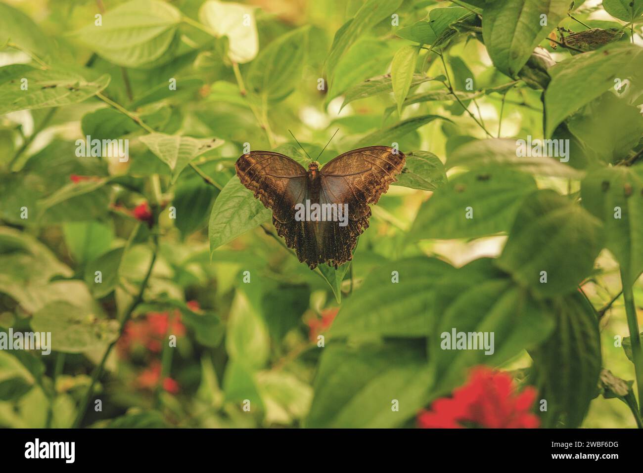 A butterfly rests on the green foliage, Krefeld Zoo, Krefeld, North ...