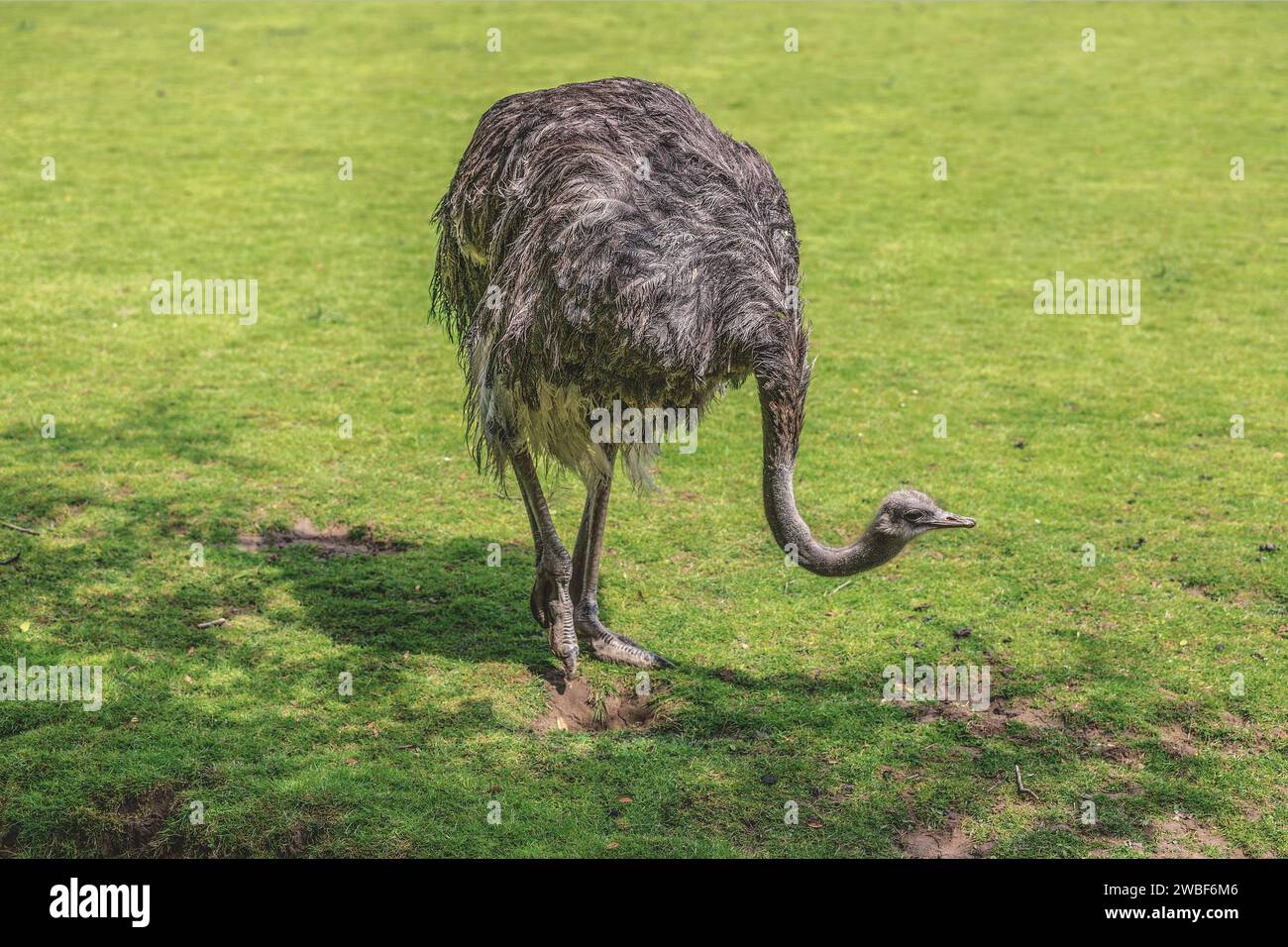 A grey ostrich stands in a meadow with green grass in the zoo, Krefeld ...