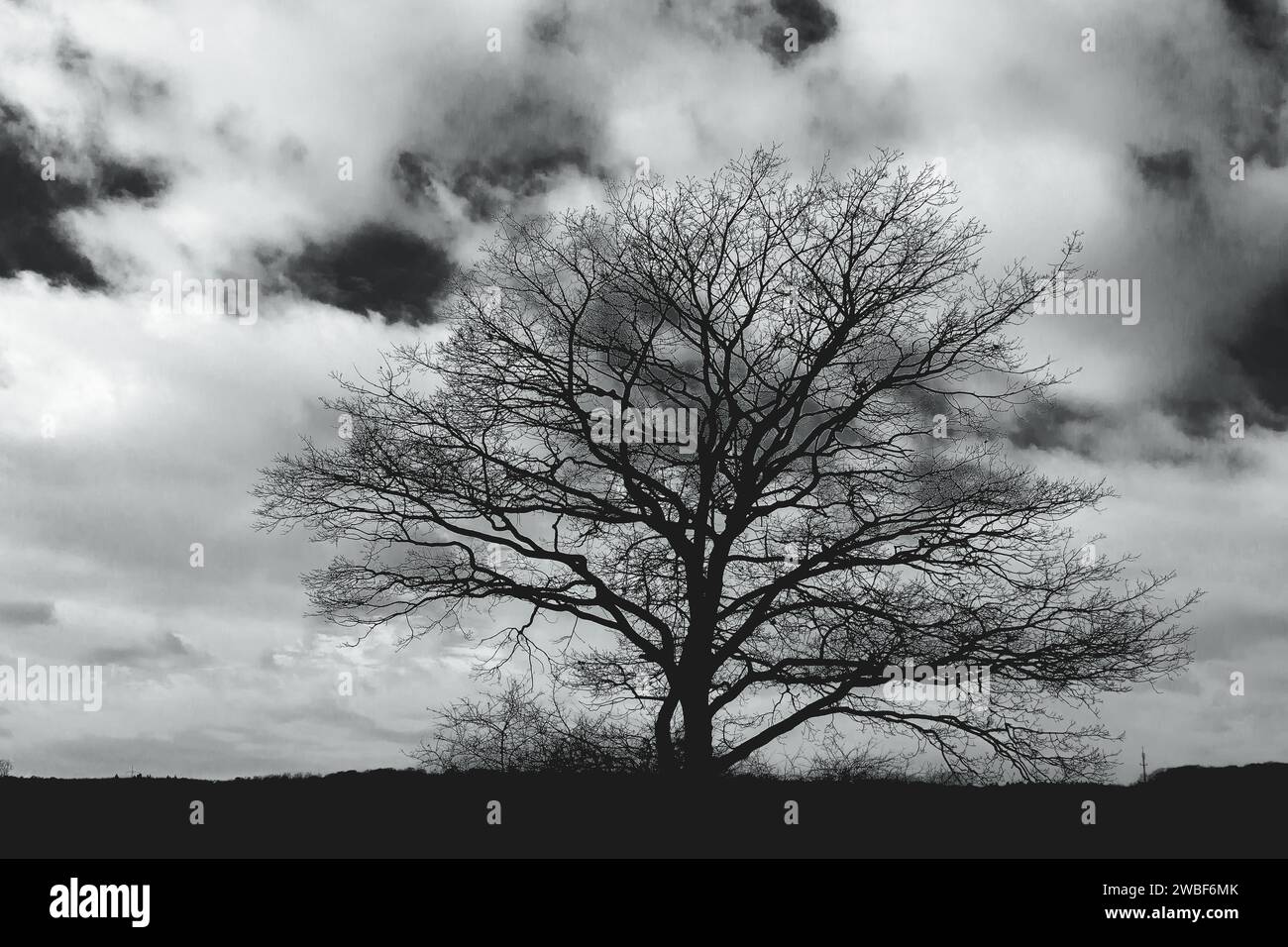 The silhouette of a treeless tree stands in high contrast against a ...