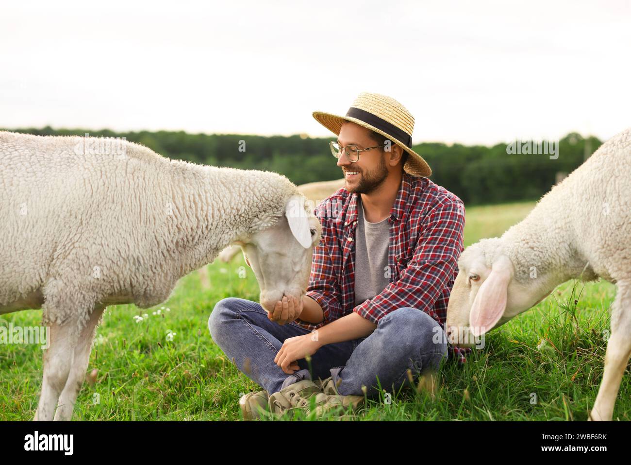 Smiling man feeding sheep on pasture at farm Stock Photo - Alamy