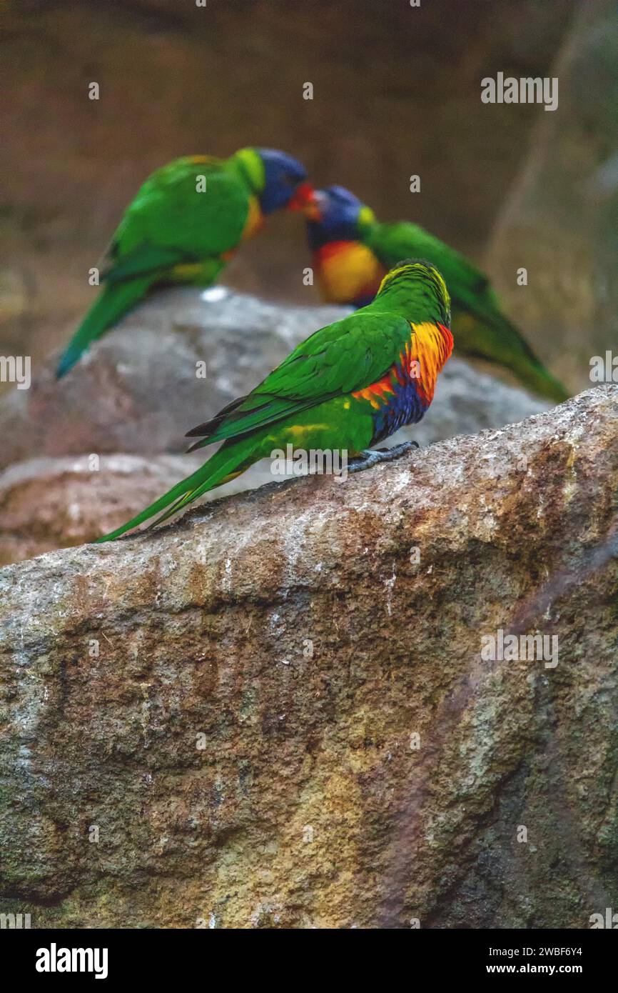 Two parrots on a rock, surrounded by nature with vibrant colours ...