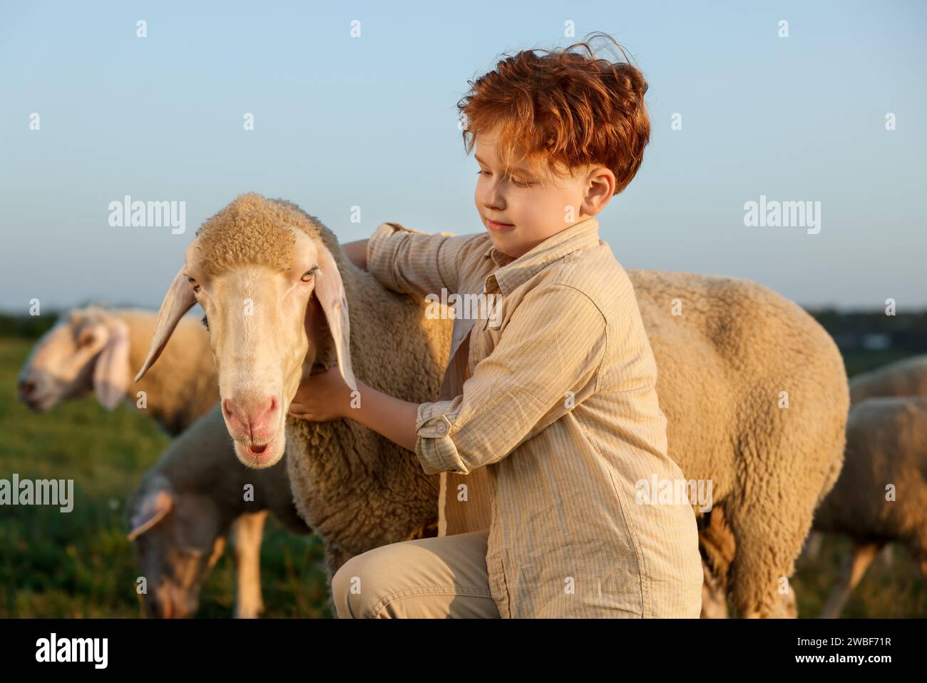 Primary school farm sheep hi-res stock photography and images - Alamy