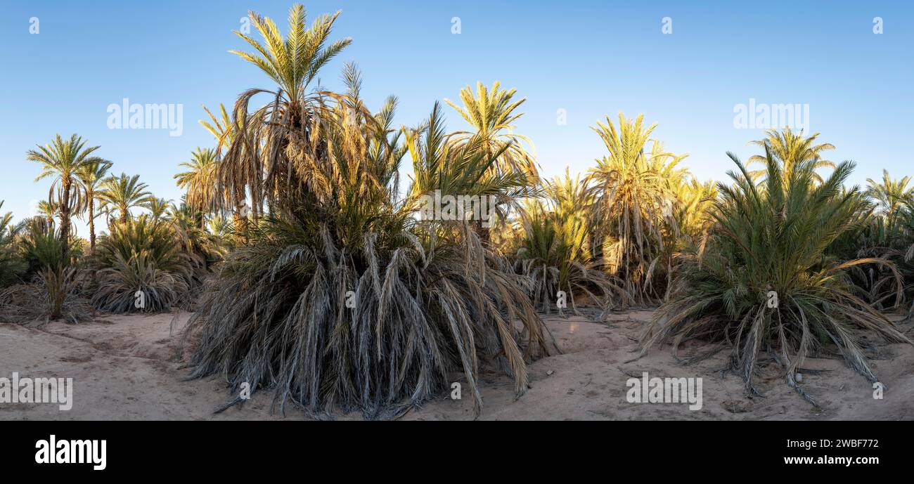 Moroccan plantation hi-res stock photography and images - Alamy