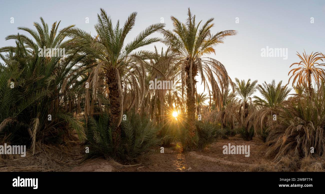 Moroccan palm plantation hi-res stock photography and images - Alamy