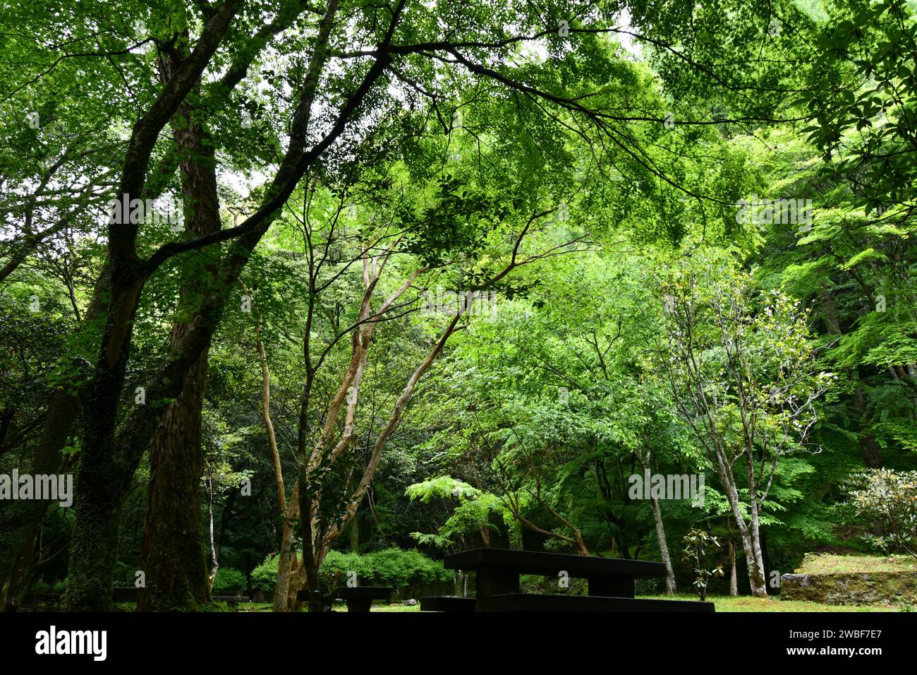 An empty wooden park bench situated in a grassy clearing surrounded by ...