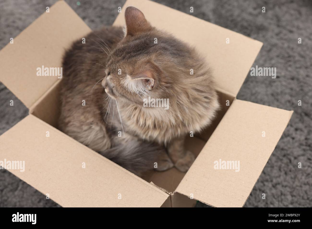 Cute fluffy cat in cardboard box on carpet Stock Photo - Alamy