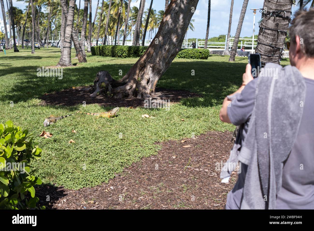 Miami, USA. 26th Oct, 2023. Large South Beach Iguanas Stock Photo - Alamy
