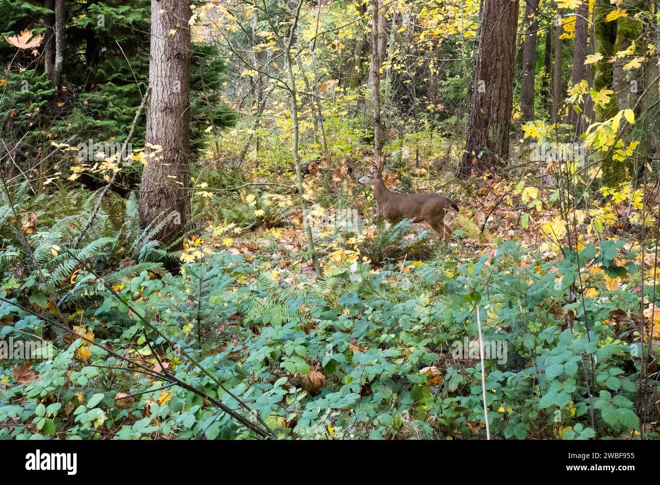 WIldlife in Discovery park in Seattle Stock Photo - Alamy
