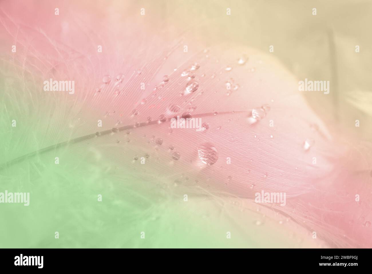 Beautiful fluffy feathers with water drops on white background, closeup ...