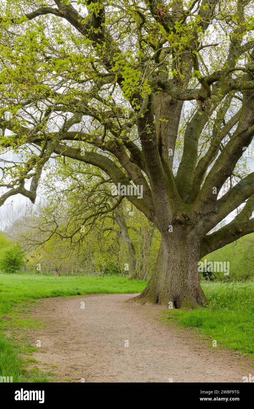 Ancient oak tree stands alongside loose surface path in rural park ...