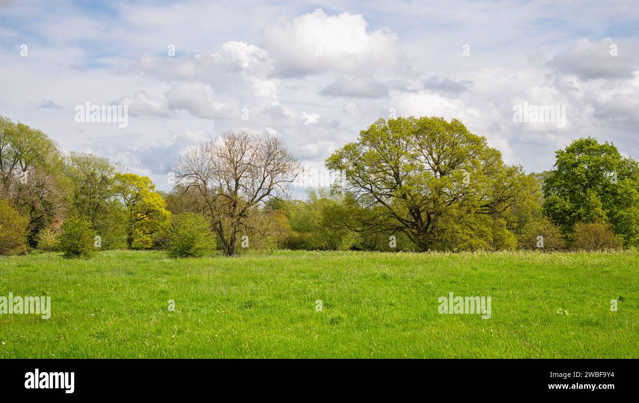 Ancient tree field uk hi-res stock photography and images - Alamy