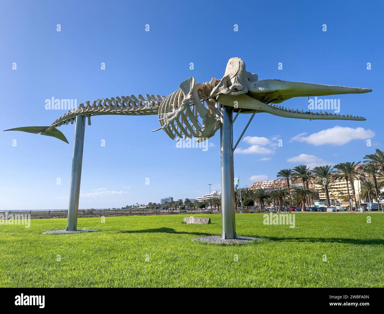 Skeleton of 15 metre long sperm whale (Physeter macrocephalus ...